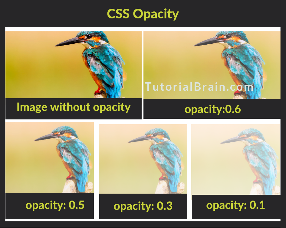 Understanding Css Opacity: A Comprehensive Guide – peerdh.com