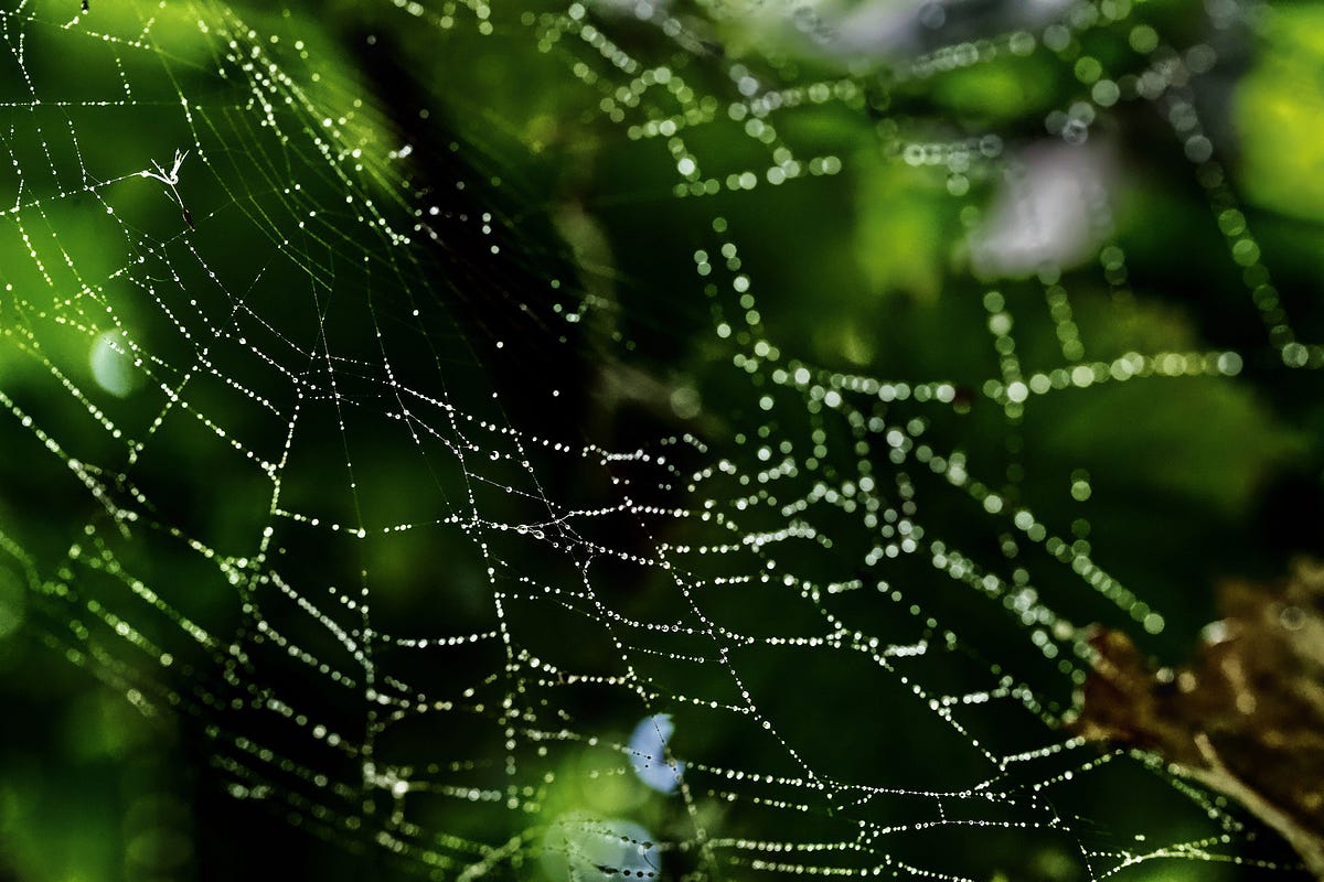Crafting A Simple Web Crawler With Python – peerdh.com