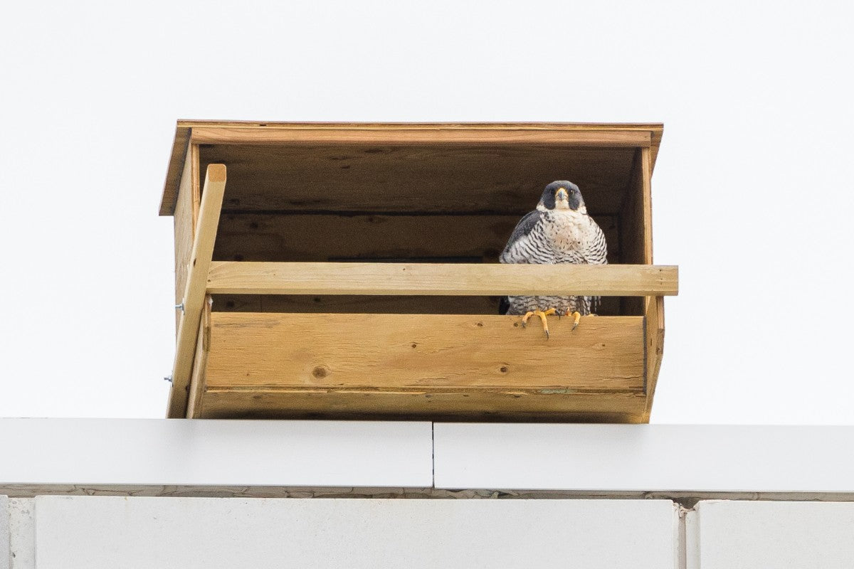Diy Falcon Nesting Boxes For Wildlife Observation – peerdh.com