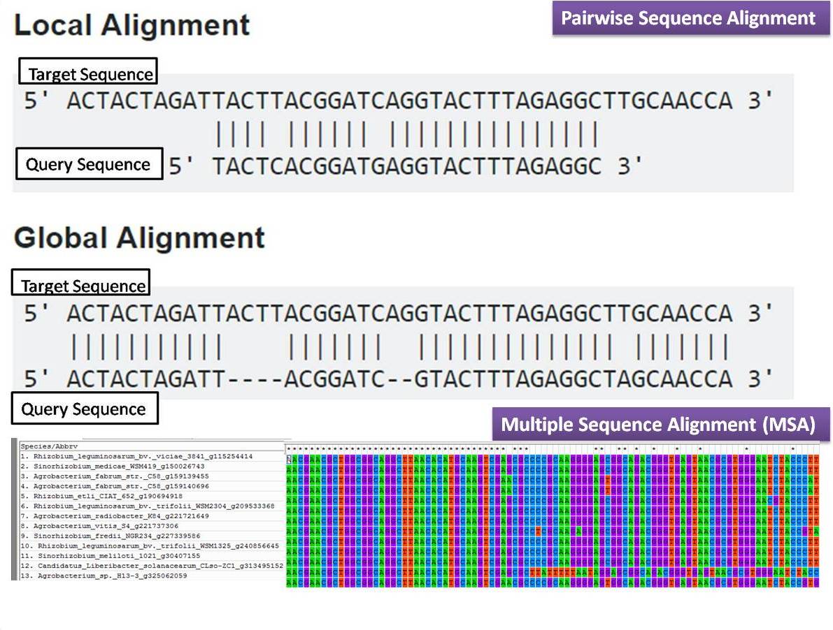 Sequence Alignment Algorithms In Python – peerdh.com
